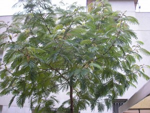 ALBIZIA JULIBRISIN - ROZE MIMOZA - Rasadnik Manojlović