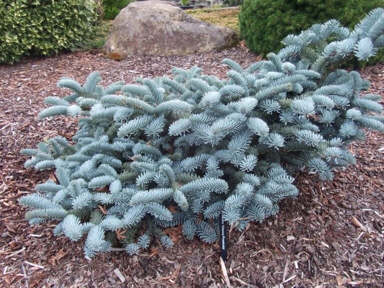 ČETINARI - Rasadnik Manojlović