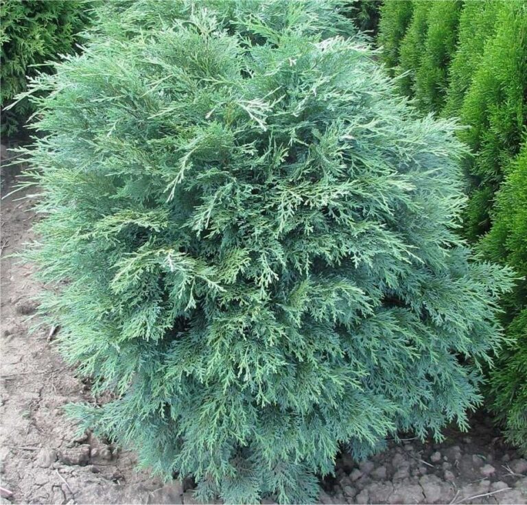 ČETINARI - Rasadnik Manojlović