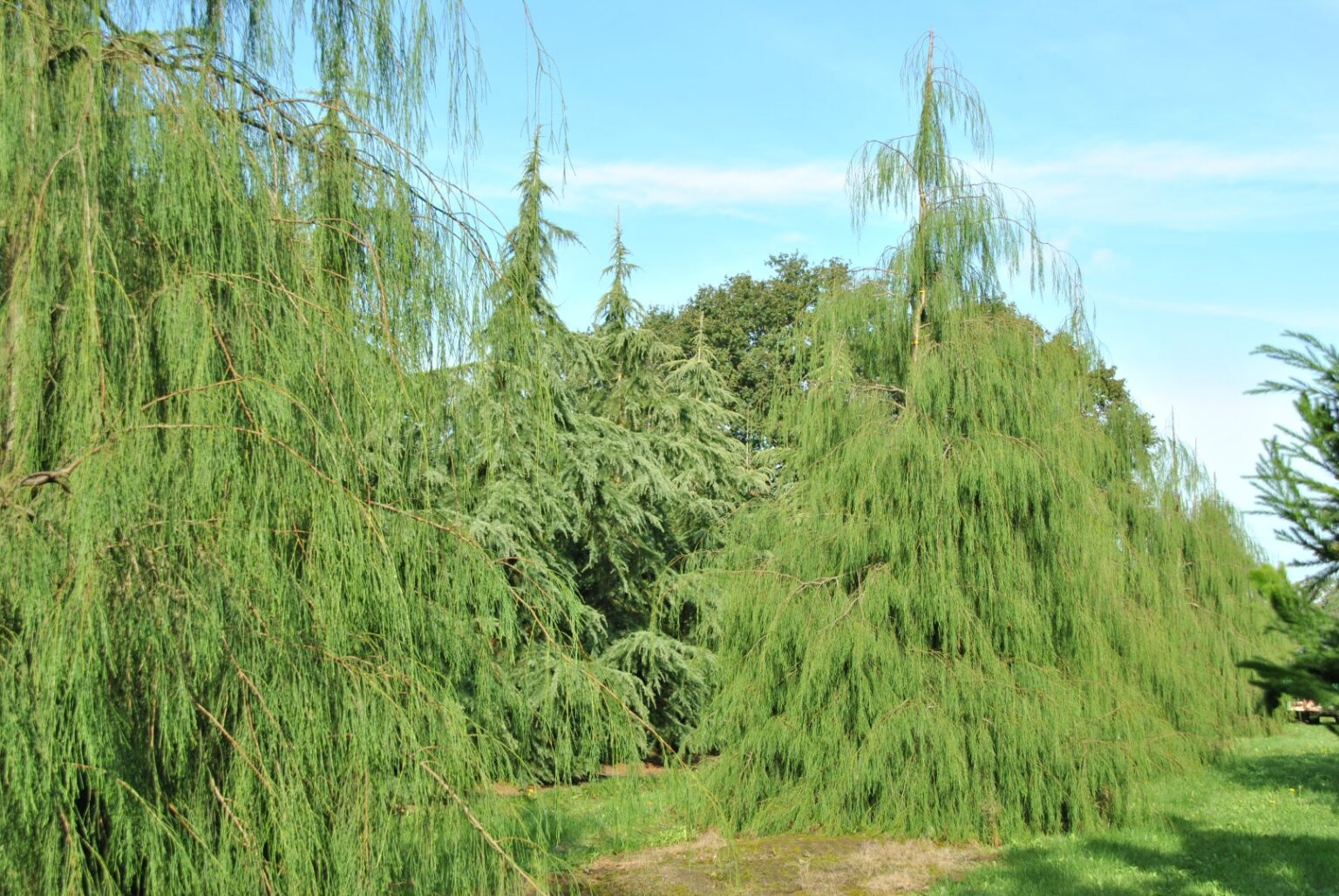 ČETINARI - Rasadnik Manojlović